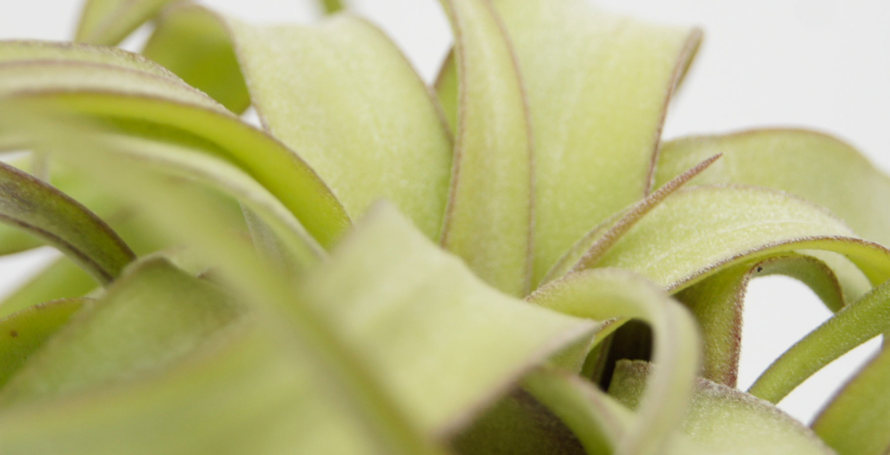 Os tricomas – Plantas No'Ar - Agora já sabe onde encontrar plantas ...