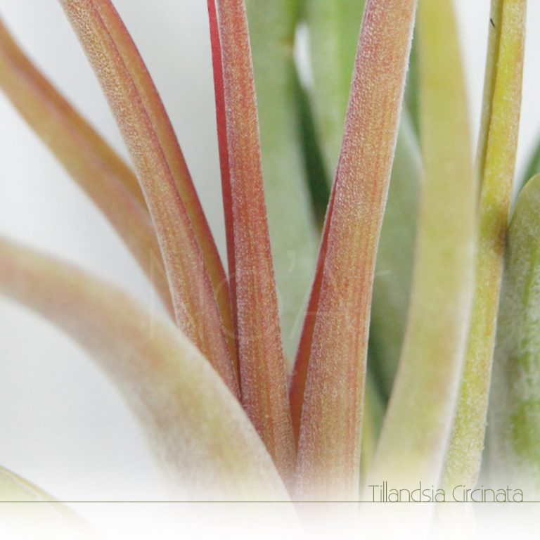 Tillandsia Circinata - Plantas No'Ar - Plantas Aéreas em Portugues