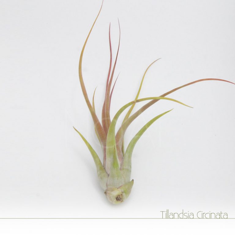 Tillandsia Circinata - Plantas No'Ar - Plantas Aéreas em Portugues