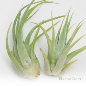 Tillandsia Circinata - Plantas No'Ar - Plantas Aéreas em Portugues